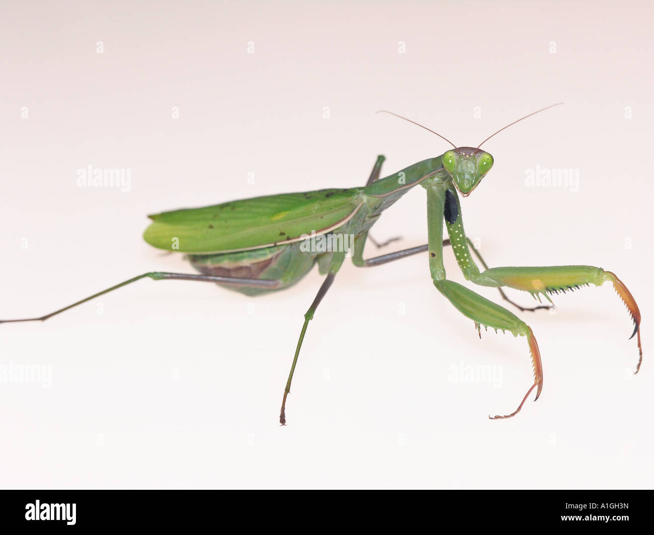 Praying mantis inside hi-res stock photography and images - Alamy