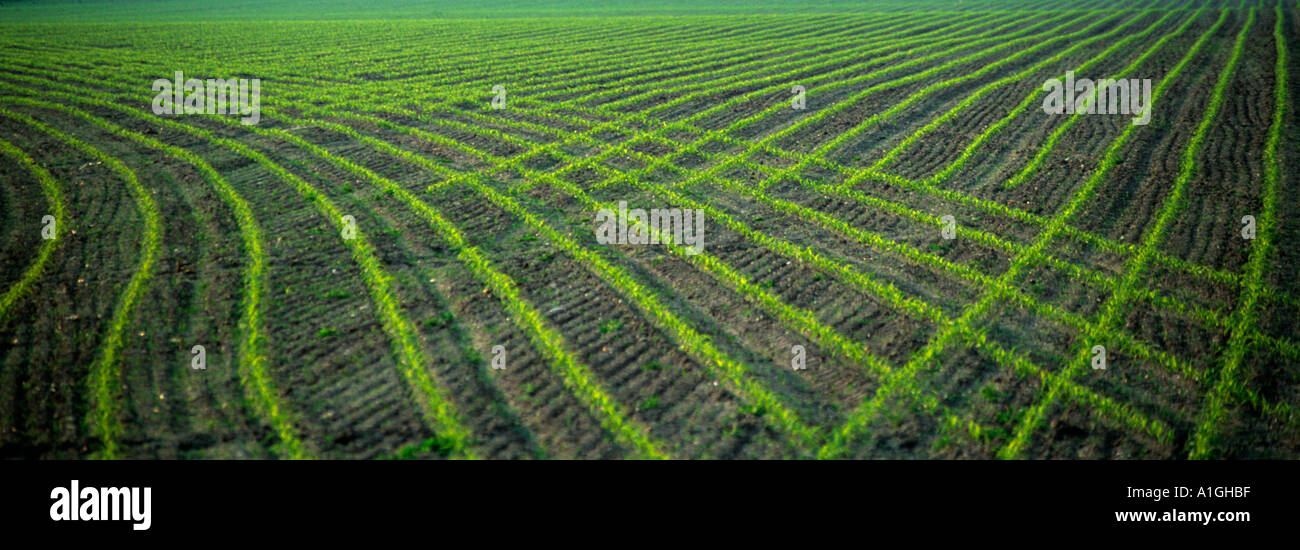 Detail of a field pattern created by green seedlings Stock Photo - Alamy