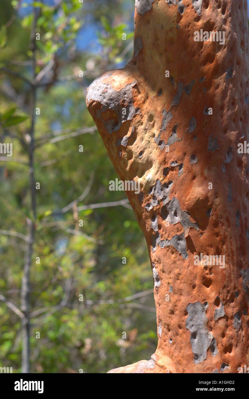 Red gum tree Stock Photo - Alamy