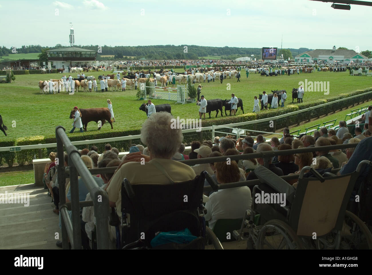 A Lady in a wheel chair watching the grand parade of cattle at the ...