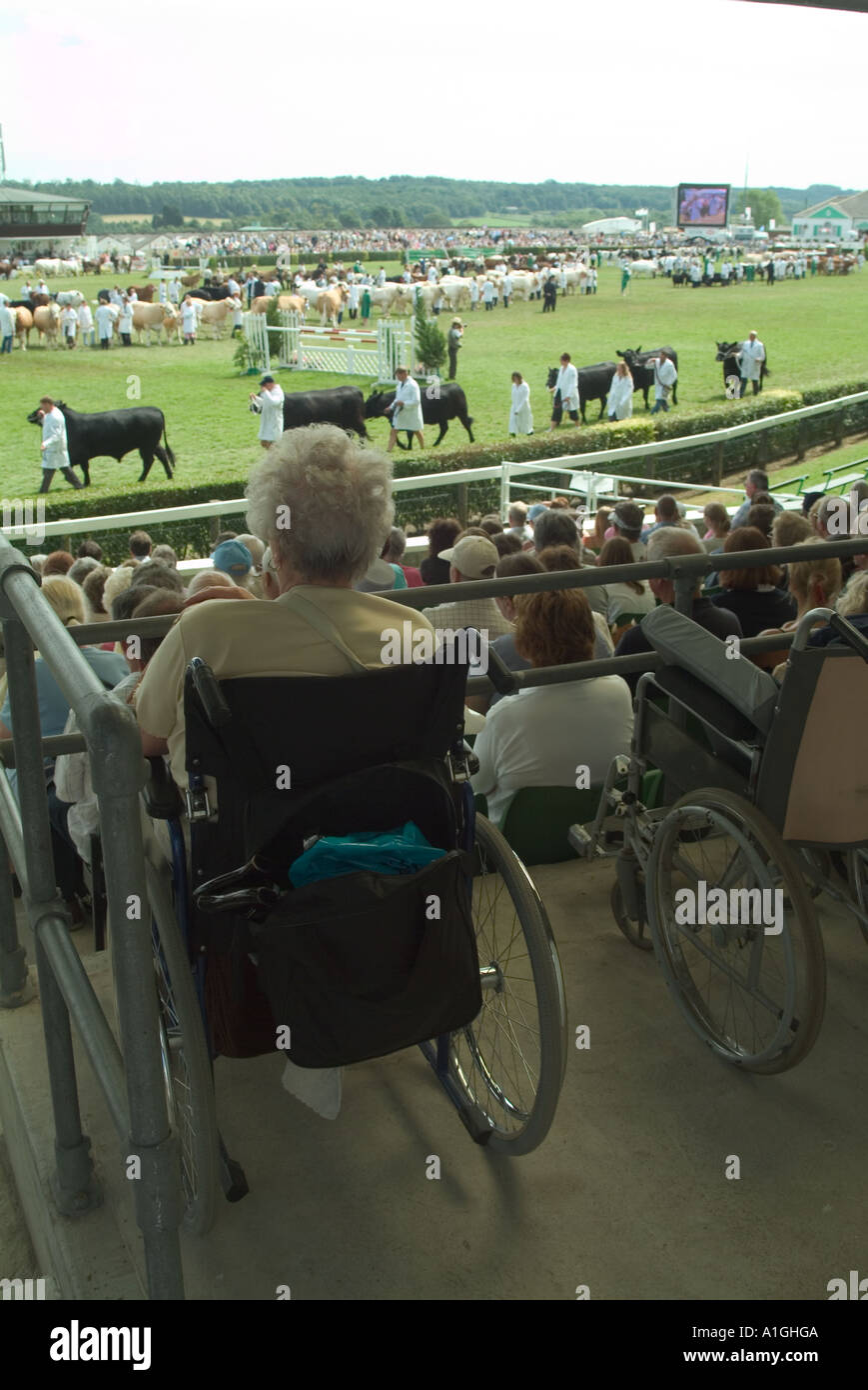 Lady in a wheel chair watching the Grand Parade of cattle at the Great ...