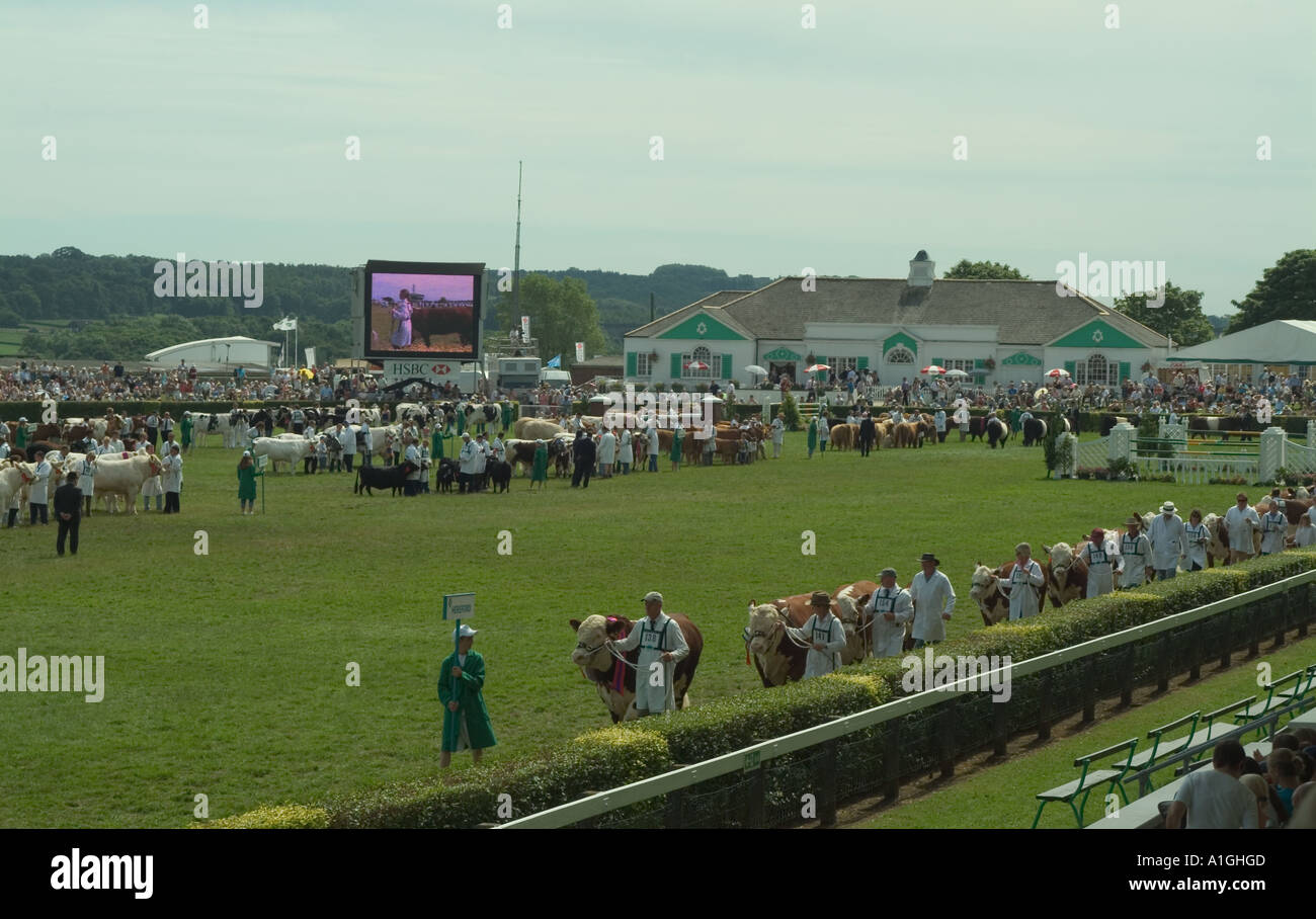 Grand Parade of cattle at the Great Yorkshire Show Stock Photo - Alamy