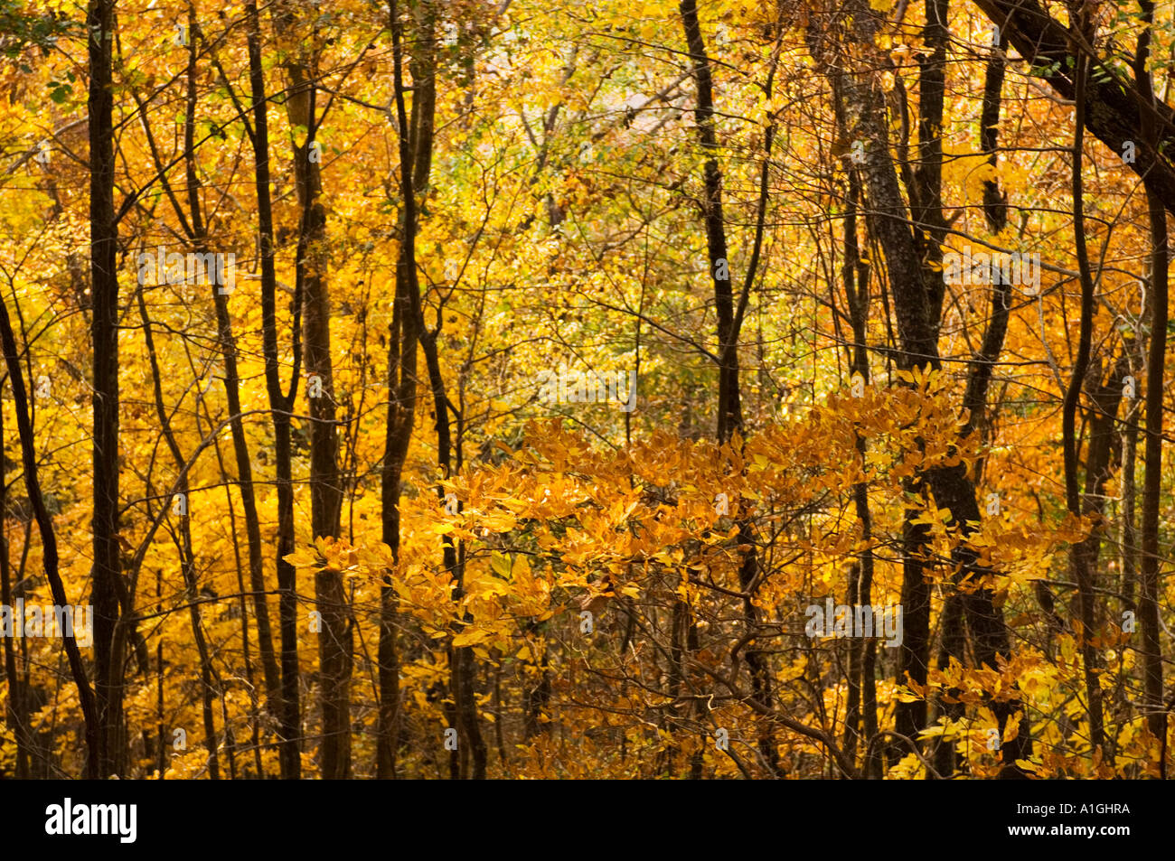 Autumn scene with colorful fall leaves Stock Photo - Alamy