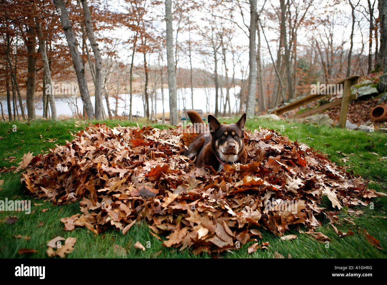 Malamute in leaves hi-res stock photography and images - Alamy