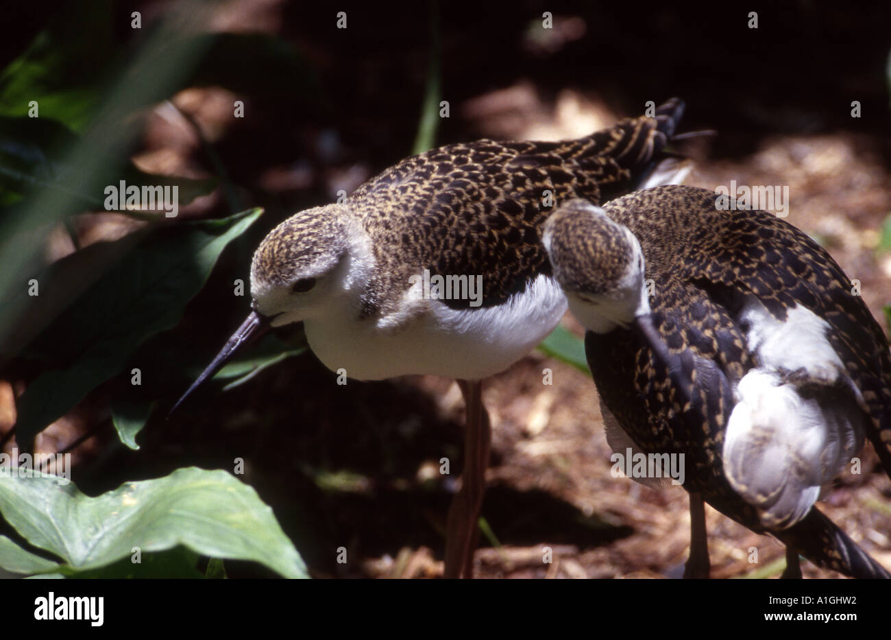 Two curlew hi-res stock photography and images - Alamy