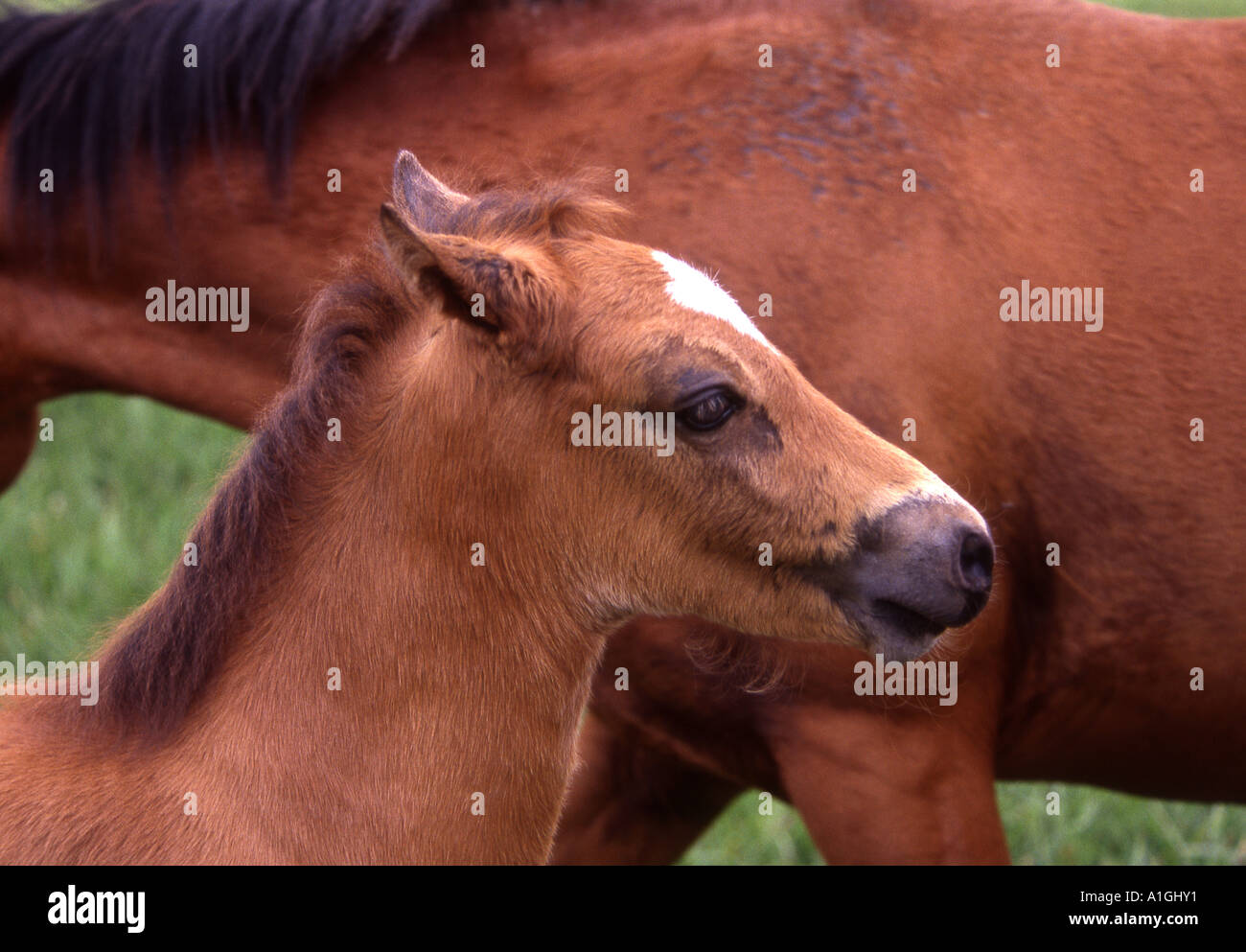 foal in front of mare horse Stock Photo - Alamy