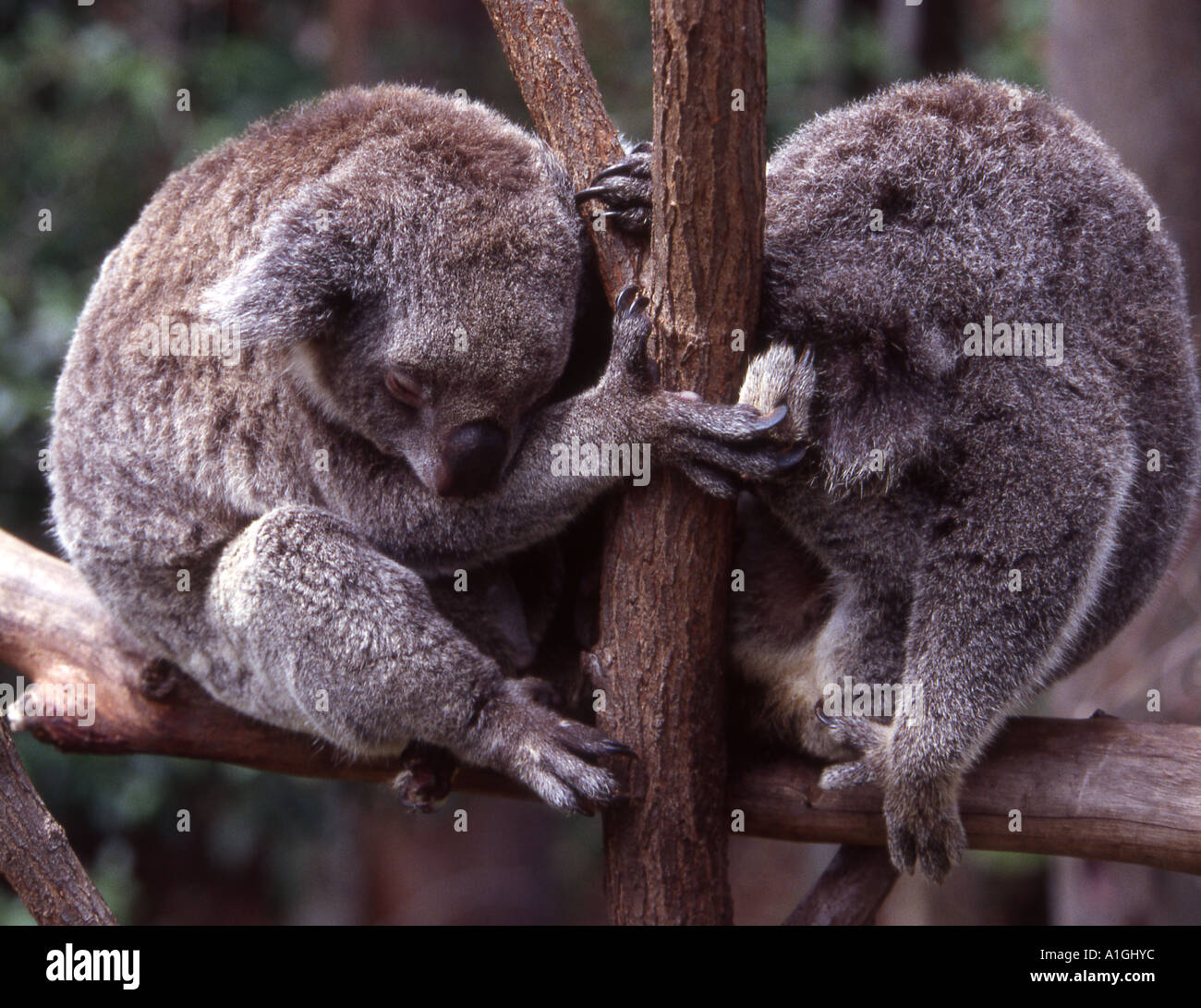 two sleeping koalas resting in tree Stock Photo - Alamy