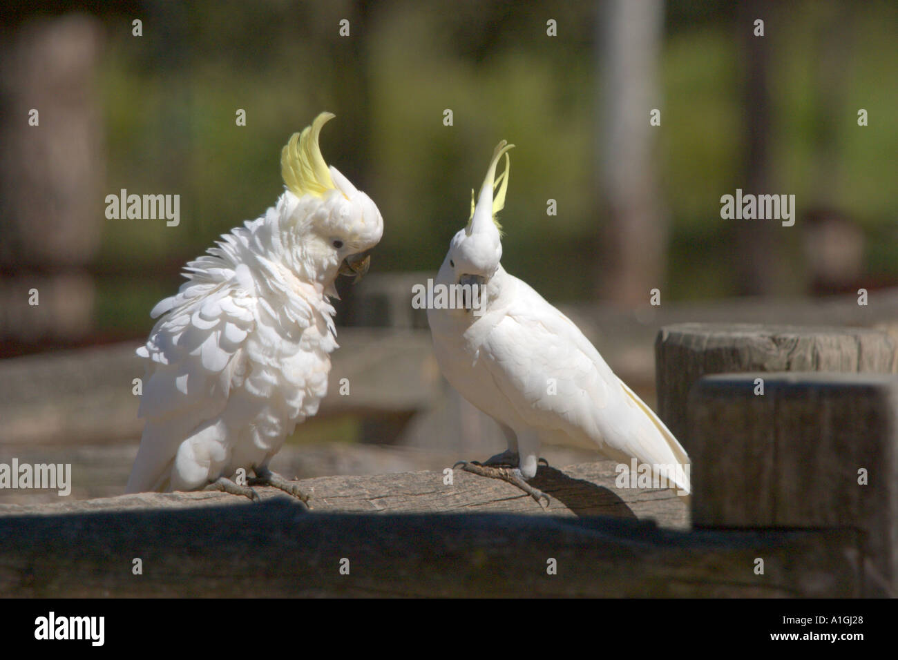 Cheeky cockatoos hi-res stock photography and images - Alamy