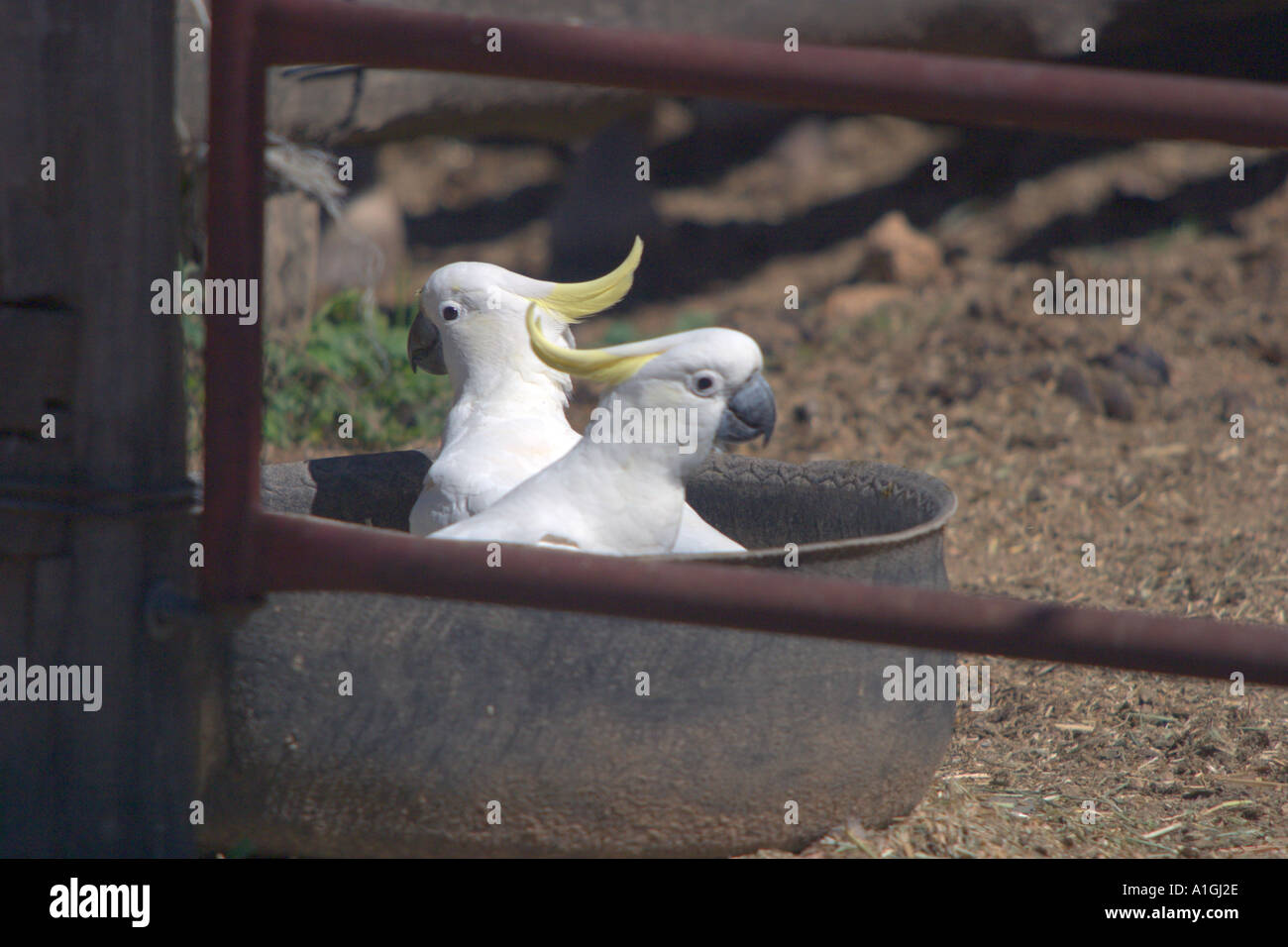 Cheeky cockatoos hi-res stock photography and images - Alamy