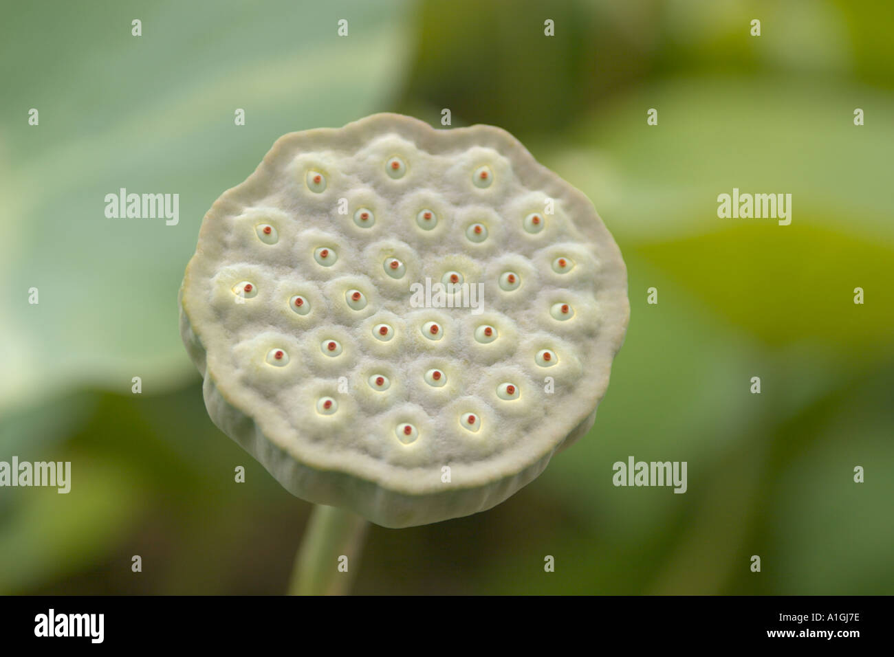 Lotus head hi-res stock photography and images - Alamy