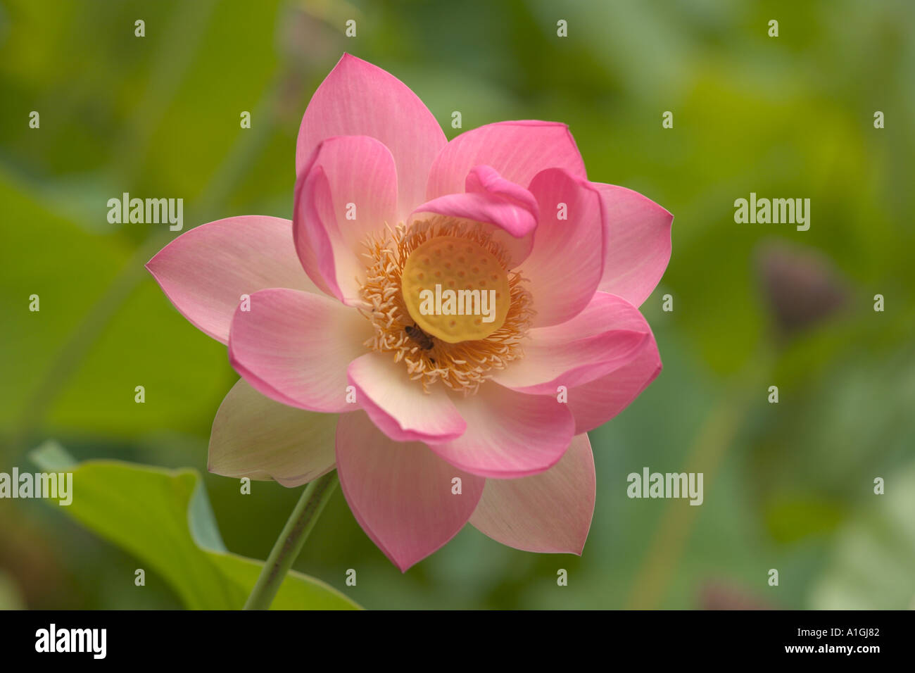 Lotus flower and insect hi-res stock photography and images - Alamy