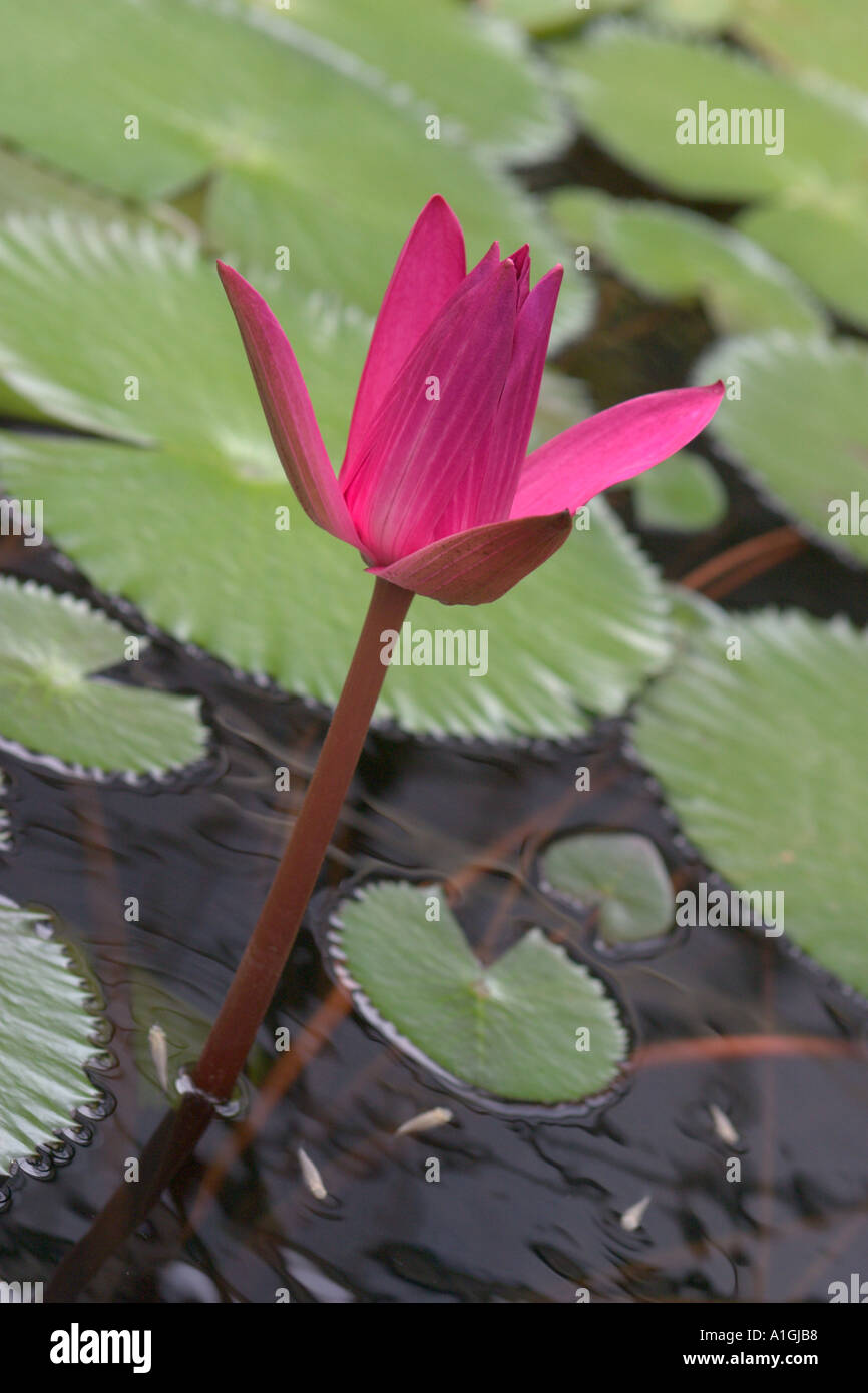 Red water lily fish hi-res stock photography and images - Alamy