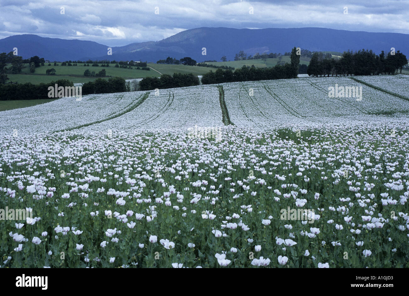 Opium poppy fields at Scottsdale, Tasmania, Australia Stock Photo - Alamy