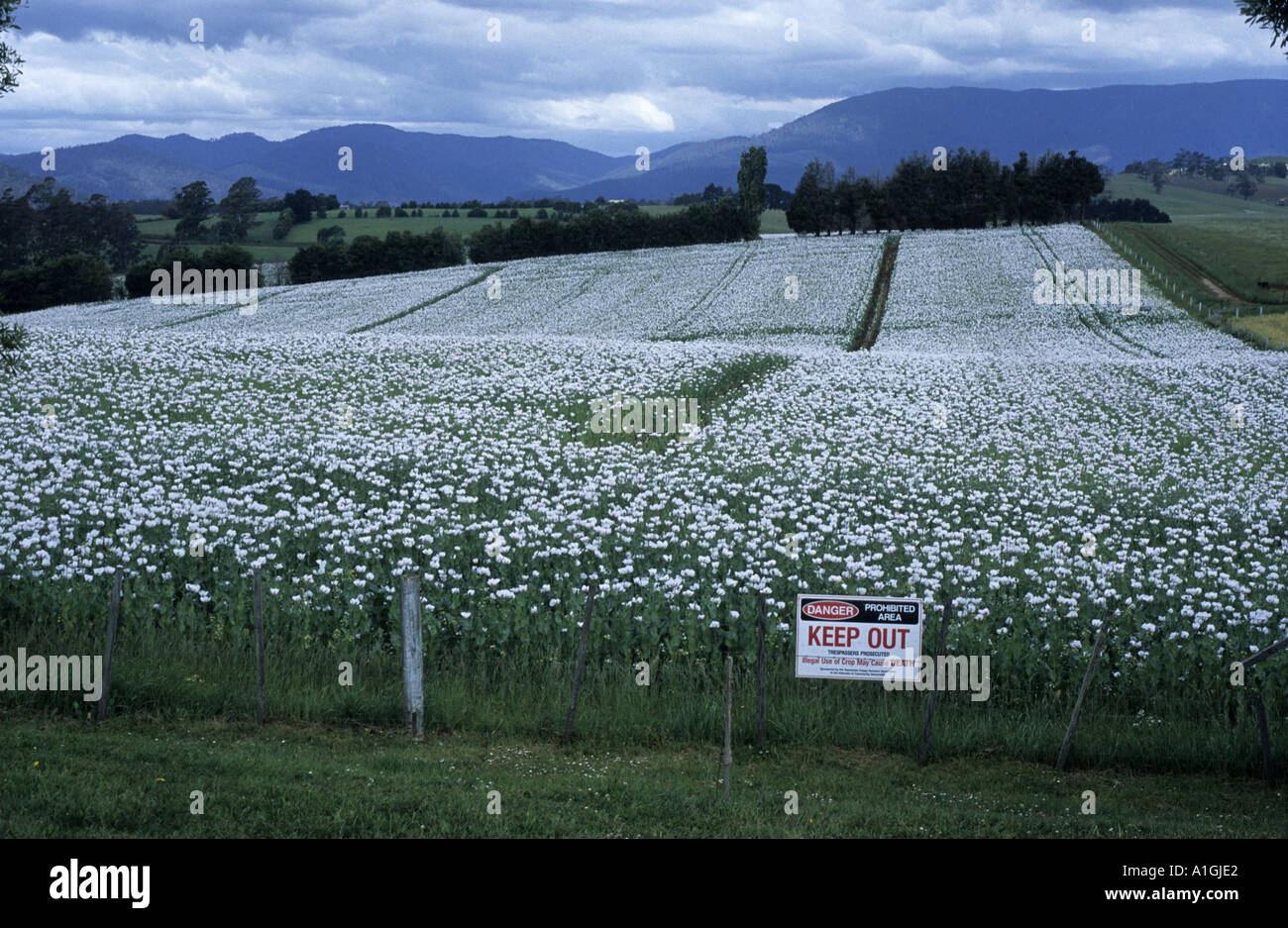 Opium poppy field at Scottsdale, Tasmania, Australia Stock Photo - Alamy