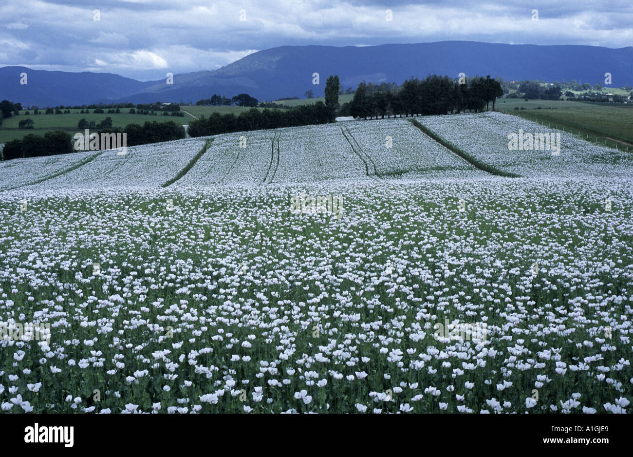 Opium poppy field at Scottsdale, Tasmania, Australia Stock Photo - Alamy