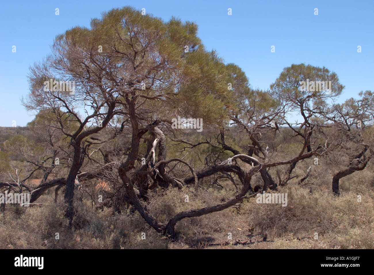 Old Australian Myall trees Stock Photo - Alamy