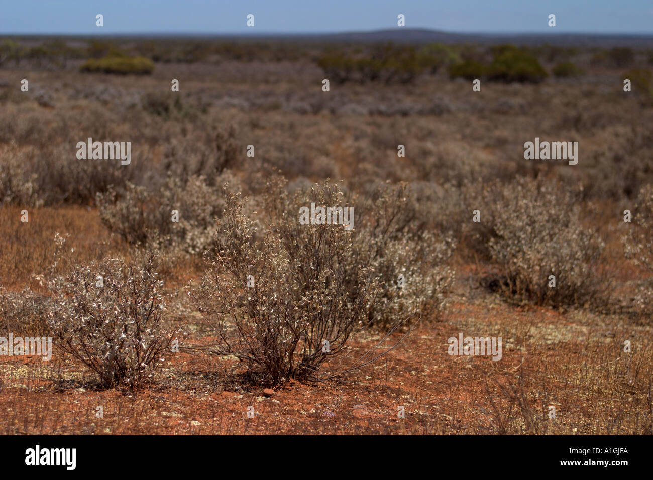 Saltbush Plant High Resolution Stock Photography and Images - Alamy