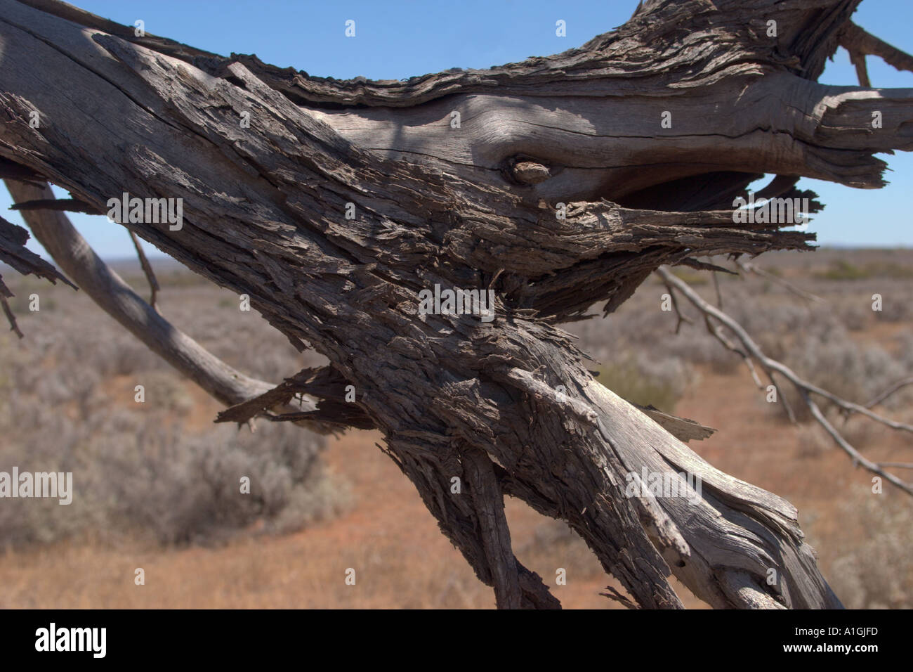 Dead eucalyptus tree Stock Photo - Alamy