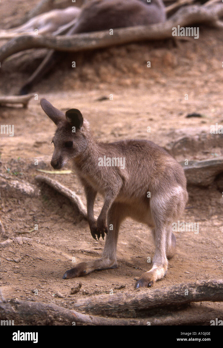 single young kangaroo joey Stock Photo - Alamy
