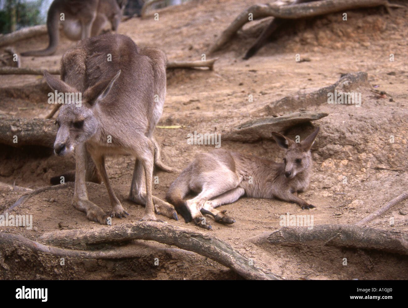 baby kangaroo with mother Stock Photo - Alamy