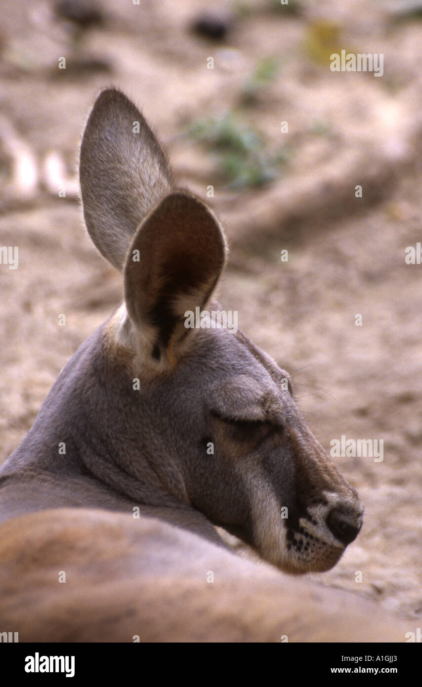 Buck kangaroo hi-res stock photography and images - Alamy