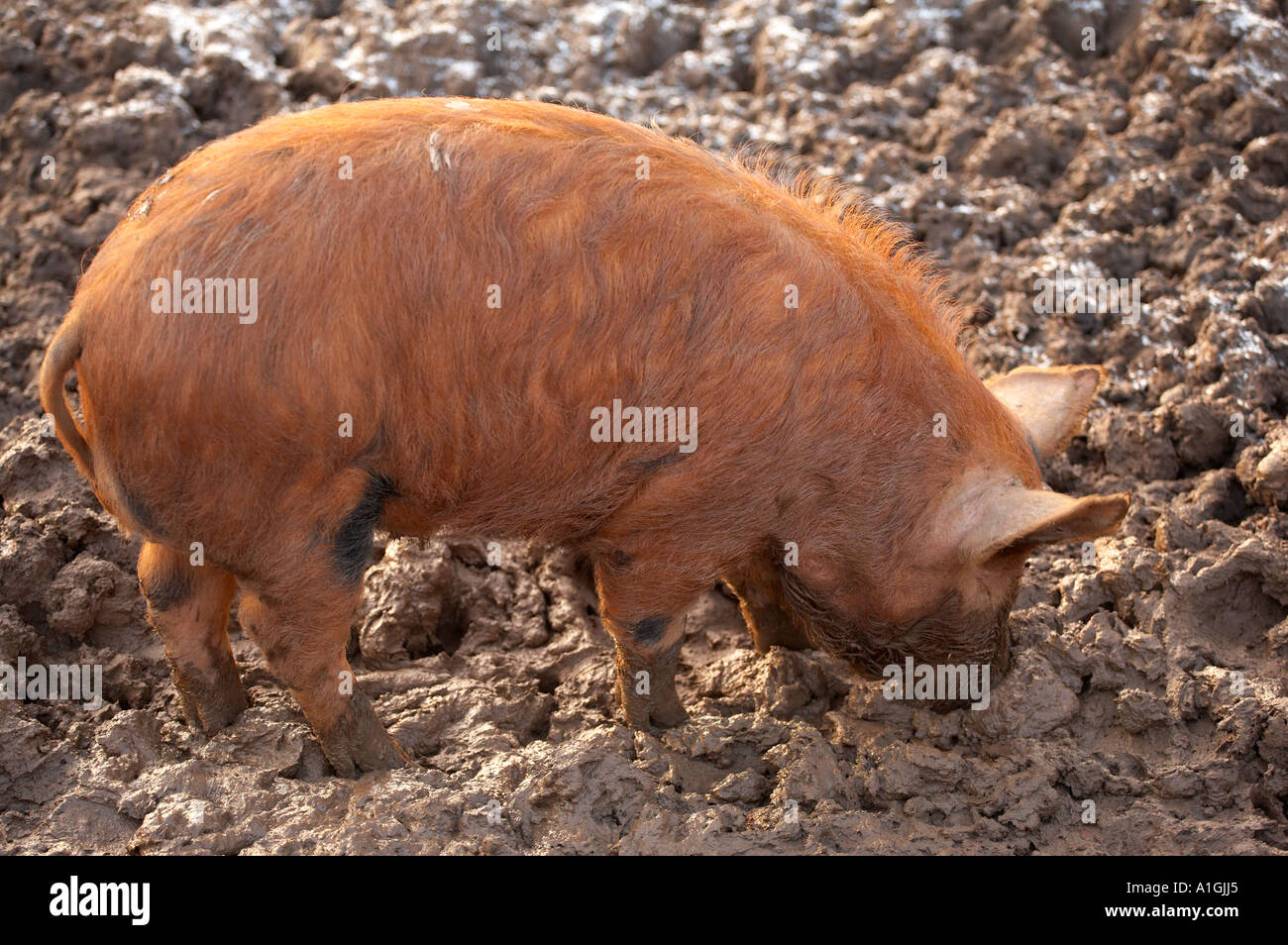 Victorian farm pig hi-res stock photography and images - Alamy