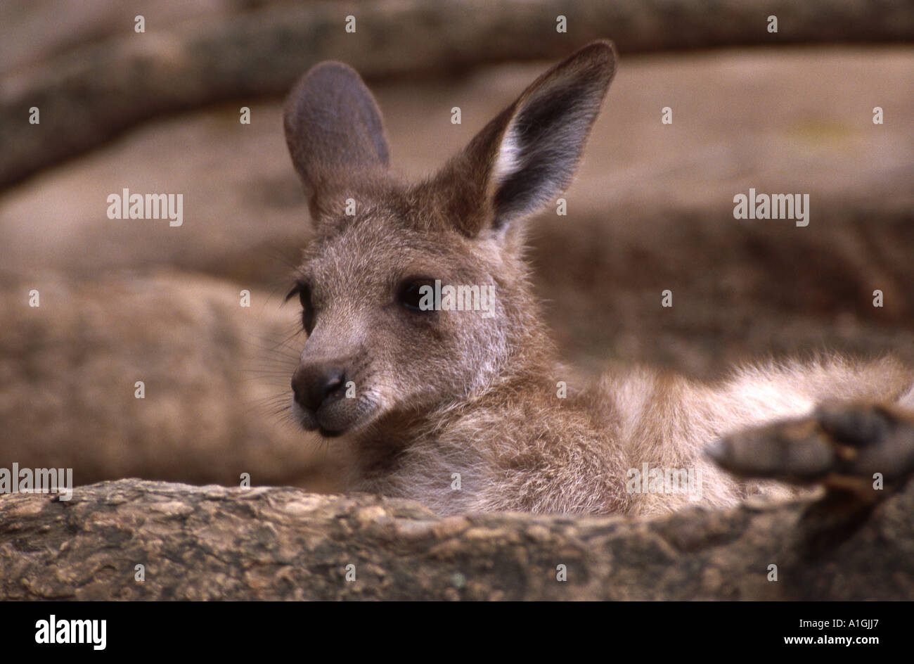 Kangaroo Lying Down Stock Photos & Kangaroo Lying Down Stock Images - Alamy