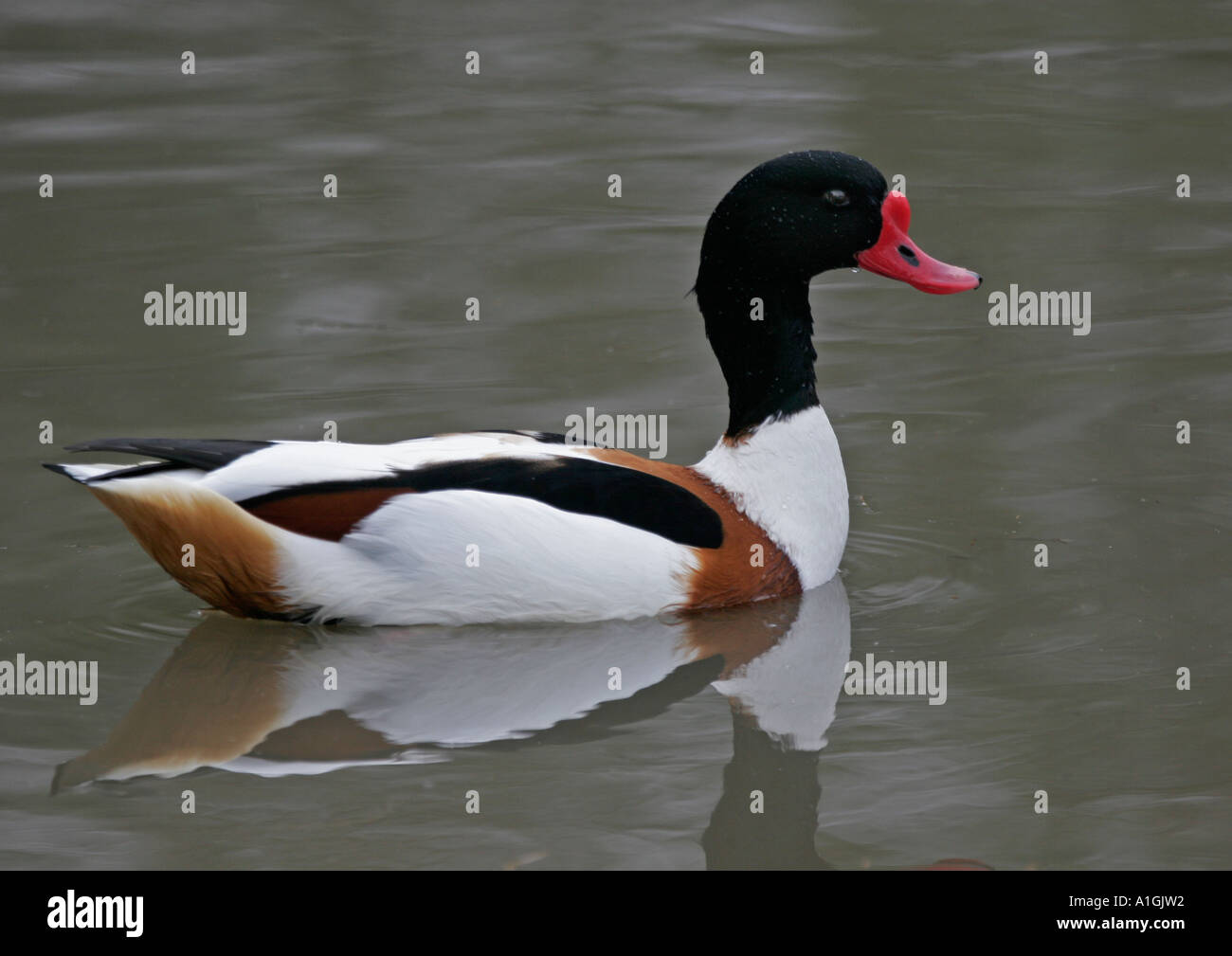 Common shellduck hi-res stock photography and images - Alamy