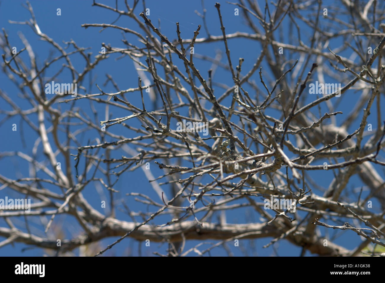 Dead eucalyptus tree Stock Photo - Alamy
