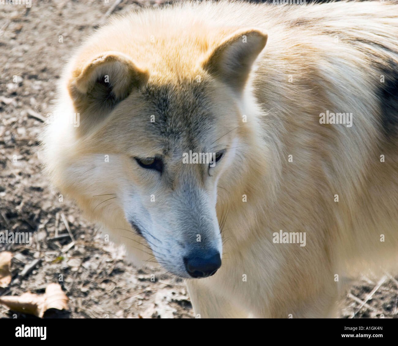 Closeup of arctic tundra wolf Pennsylvania USA Stock Photo - Alamy