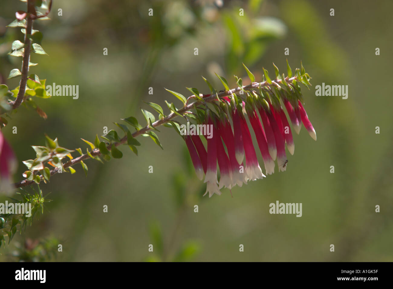Sydney heath hi-res stock photography and images - Alamy
