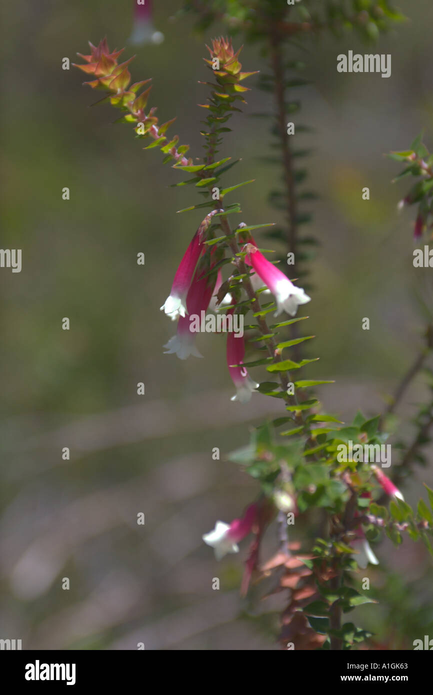 Fuchsia Heath flower Stock Photo - Alamy