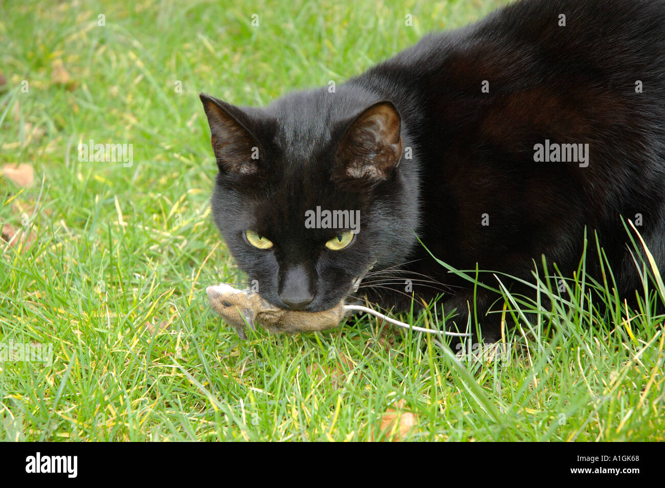 Cat carrying mouse hi-res stock photography and images - Alamy