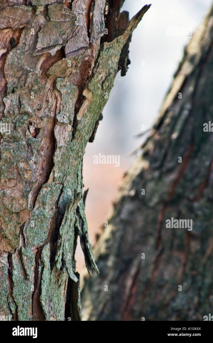 Shaggy bark hi-res stock photography and images - Alamy