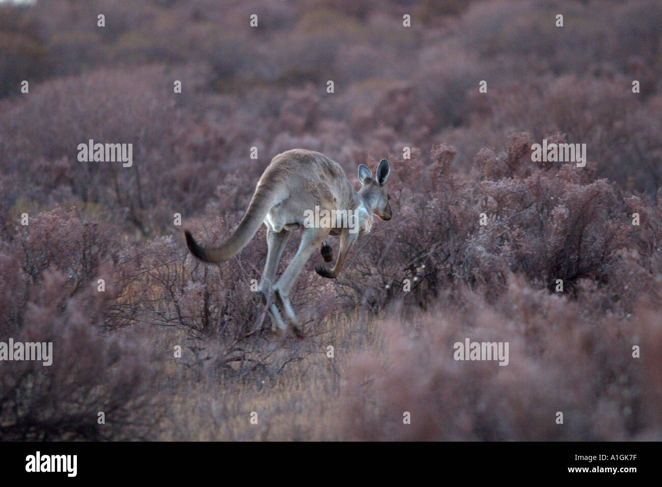 Bush kangaroo running away Stock Photo - Alamy