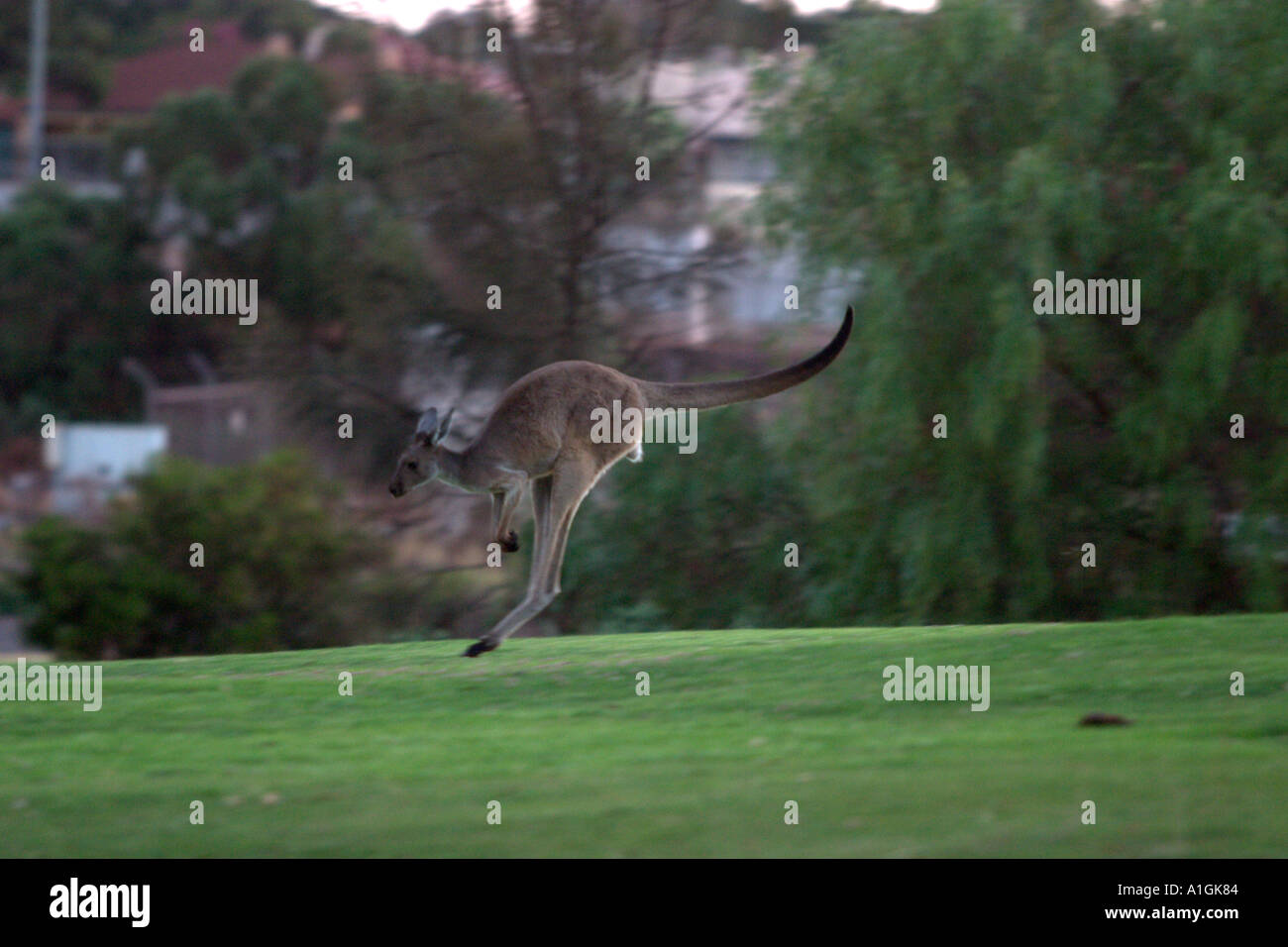 Kangaroo running hi-res stock photography and images - Alamy