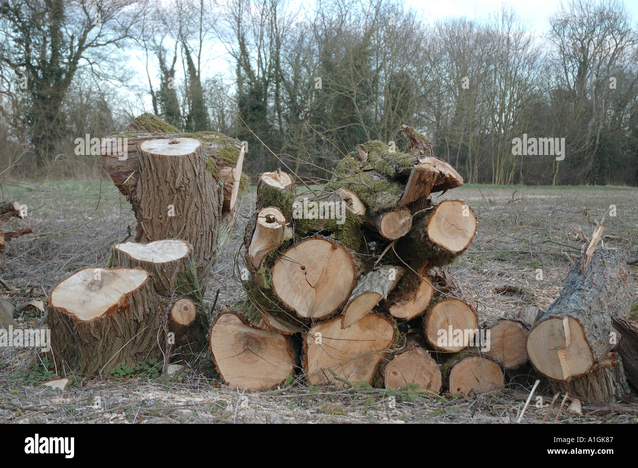 Branches logs lying on grass hi-res stock photography and images - Alamy