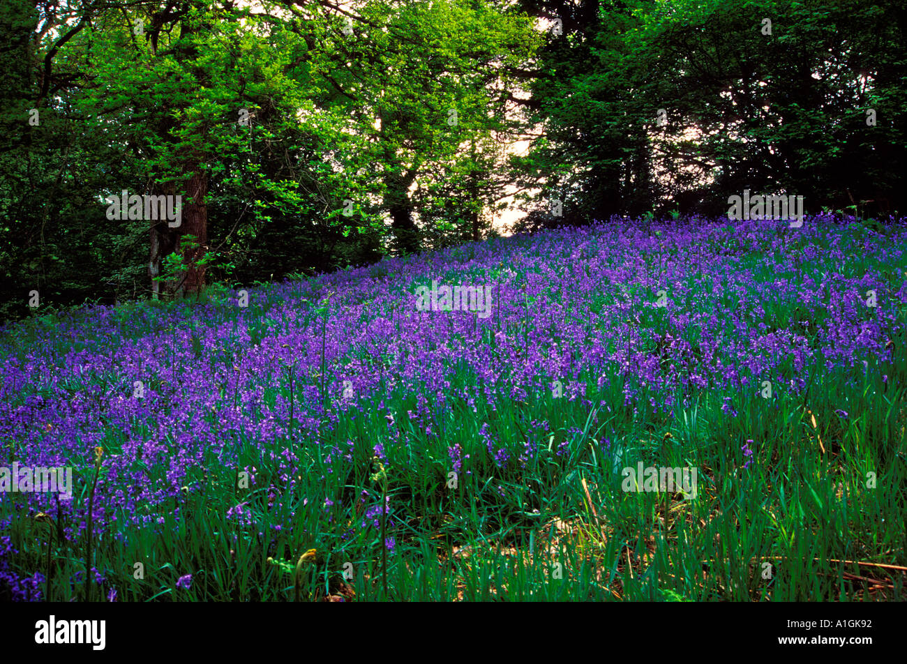 Hagg wood hi-res stock photography and images - Alamy