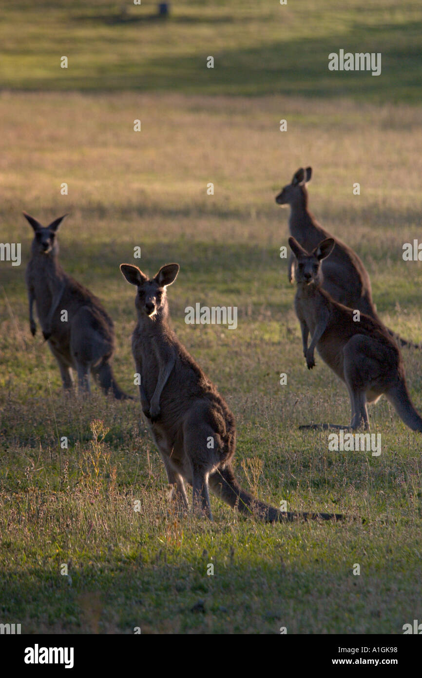 Kangaroos claws hi-res stock photography and images - Alamy