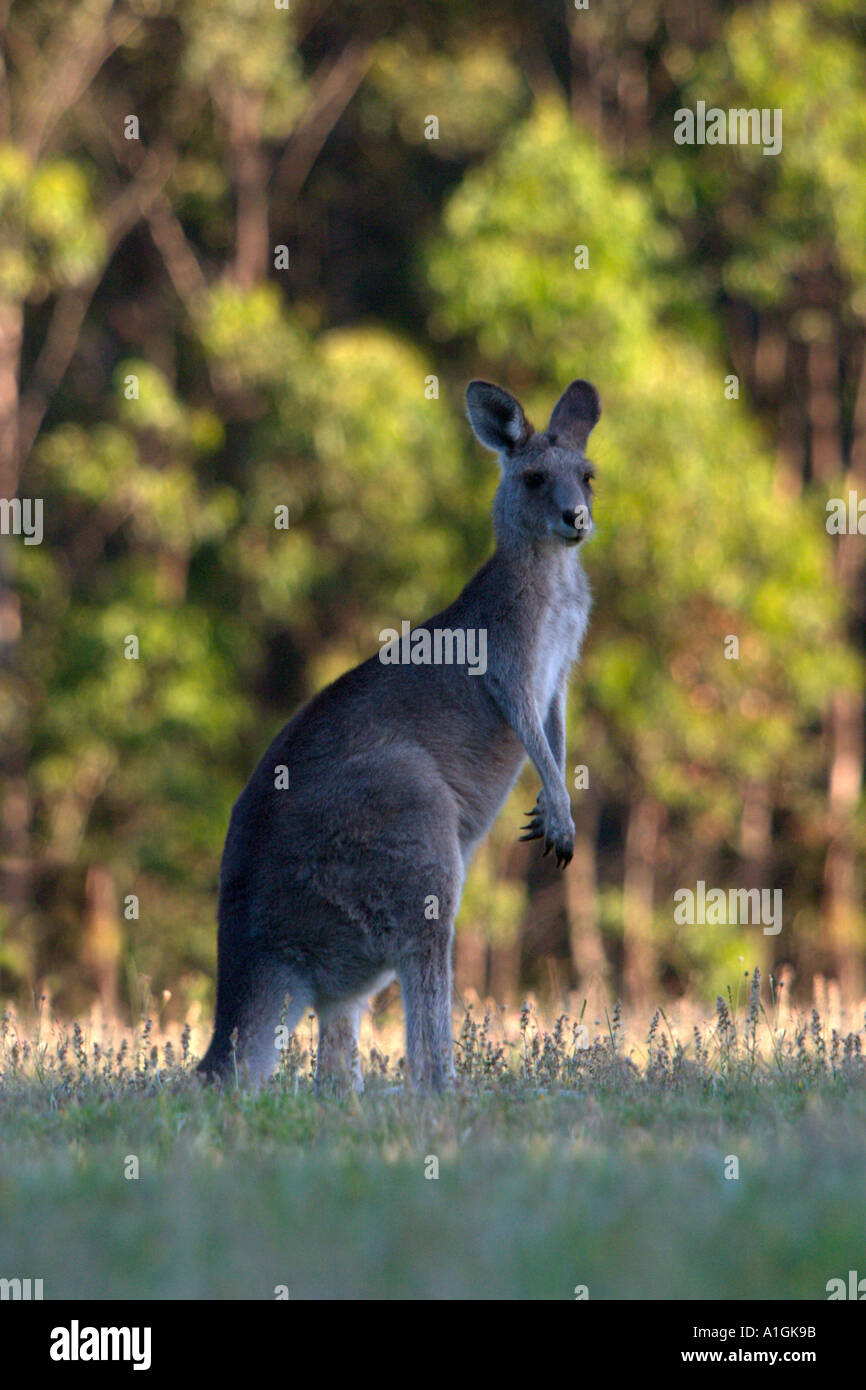 Australian weeds hi-res stock photography and images - Alamy