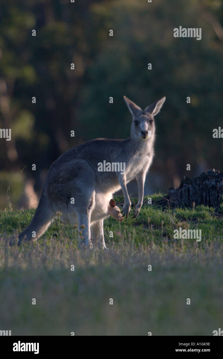 A bush kangaroo with a joey in it's pouch Stock Photo - Alamy