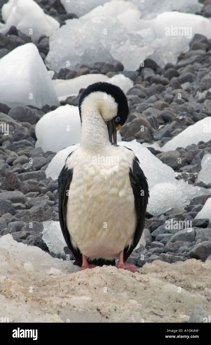 Closeup of shag bird preening Brown Bluff Antarctica Stock Photo - Alamy
