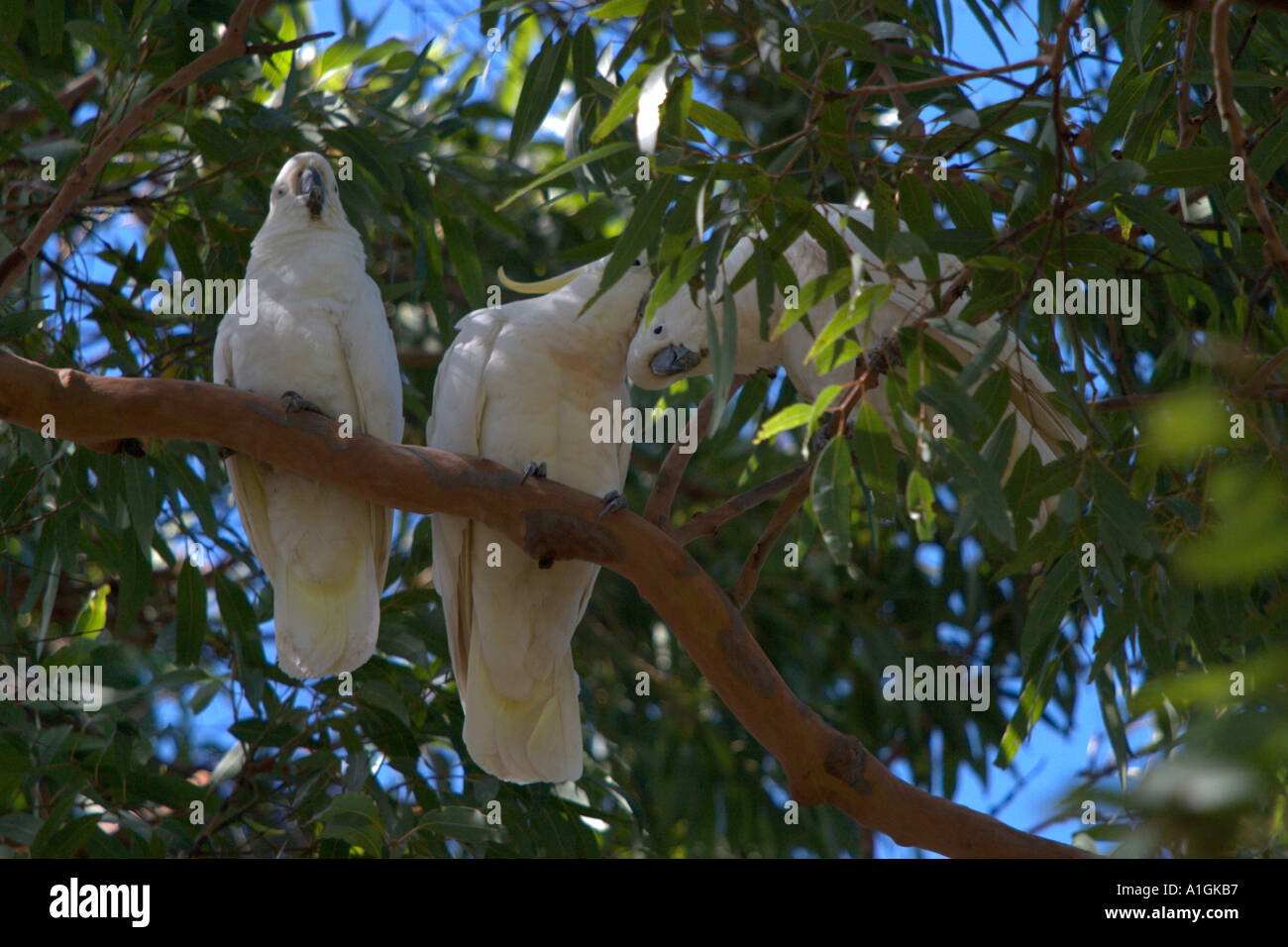 Cheeky cockatoos hi-res stock photography and images - Alamy