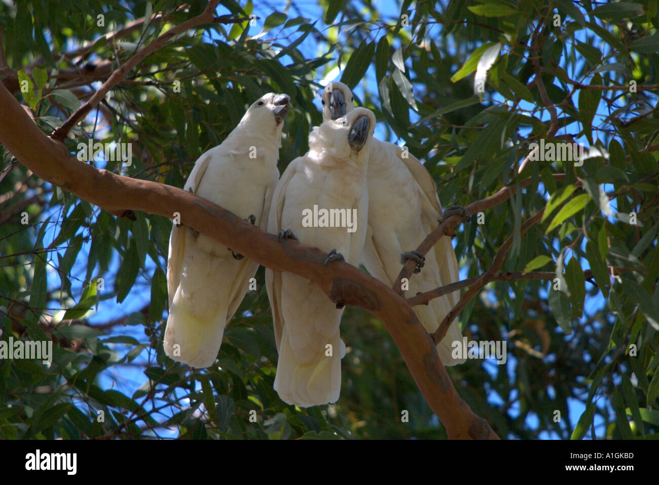 Cheeky cockatoos hi-res stock photography and images - Alamy