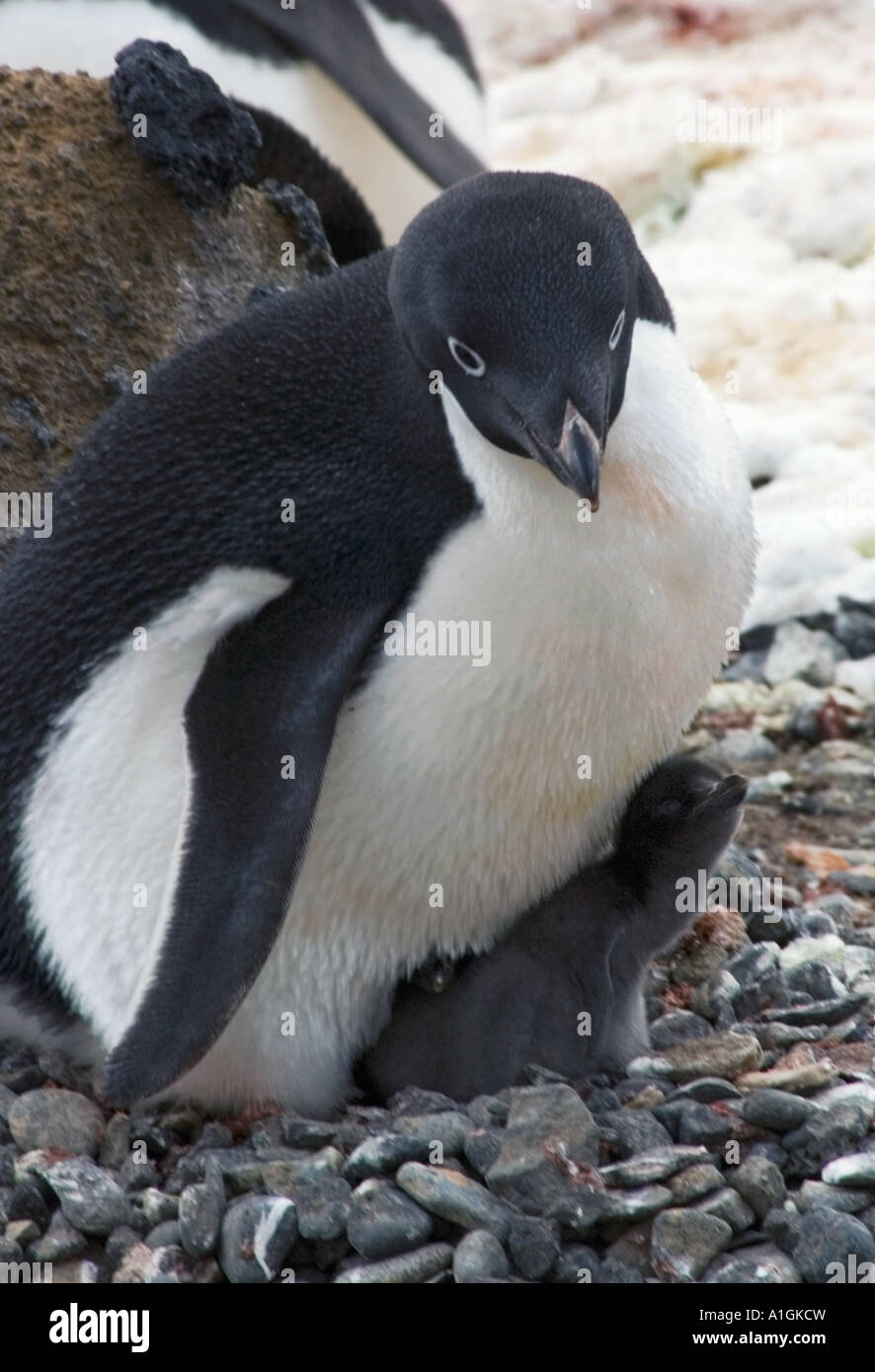 Closeup of Adelie penguin protecting chick Brown Bluff Antarctica Stock ...