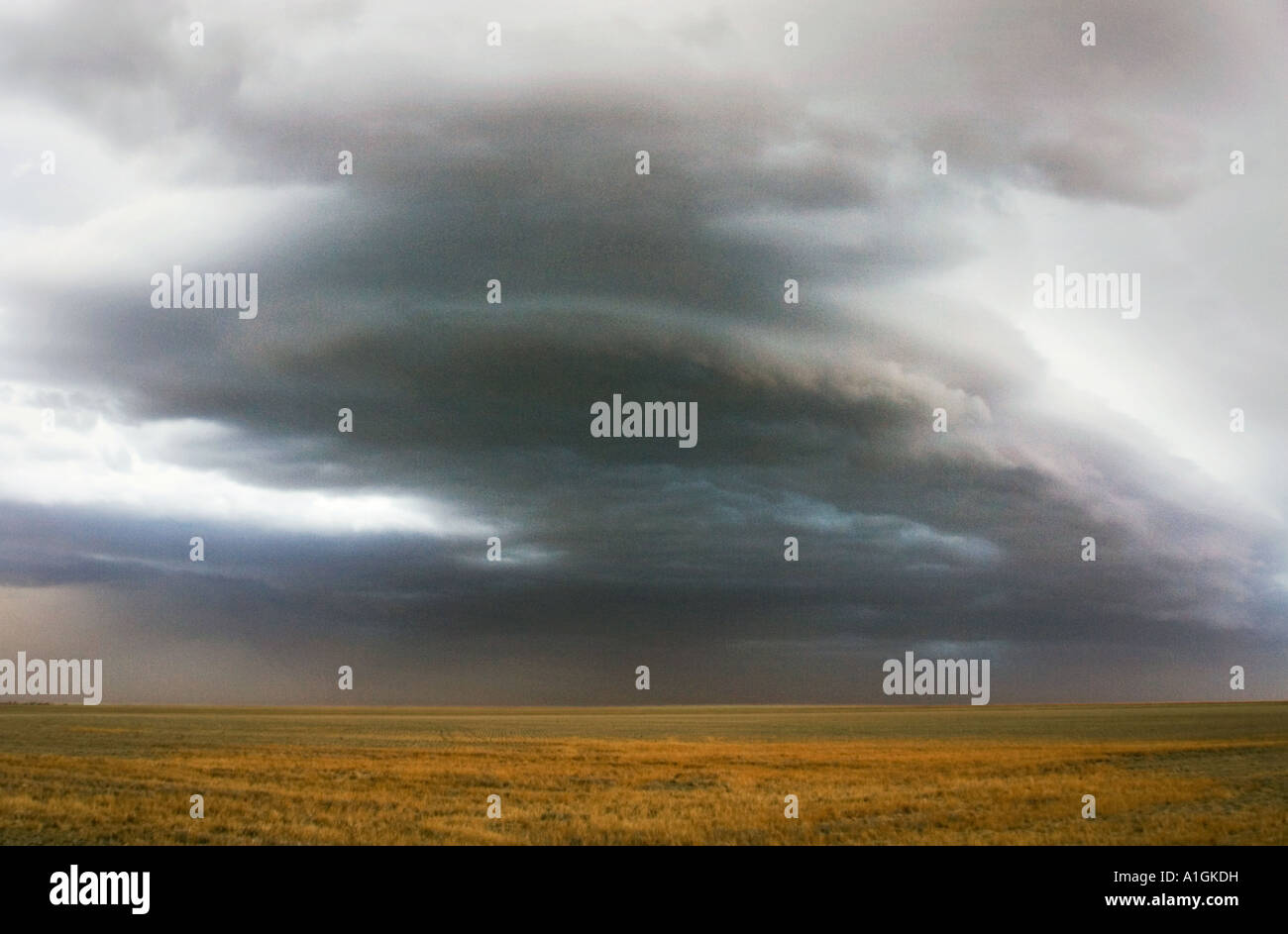 Dramatic skies over wheat field hi-res stock photography and images - Alamy