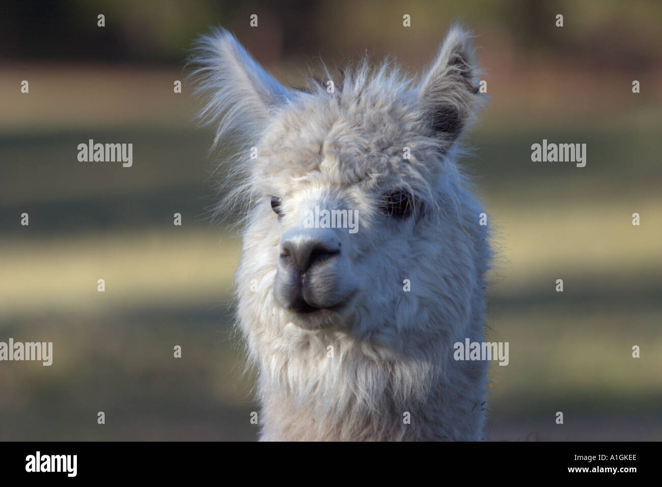 Long llama ears hi-res stock photography and images - Alamy