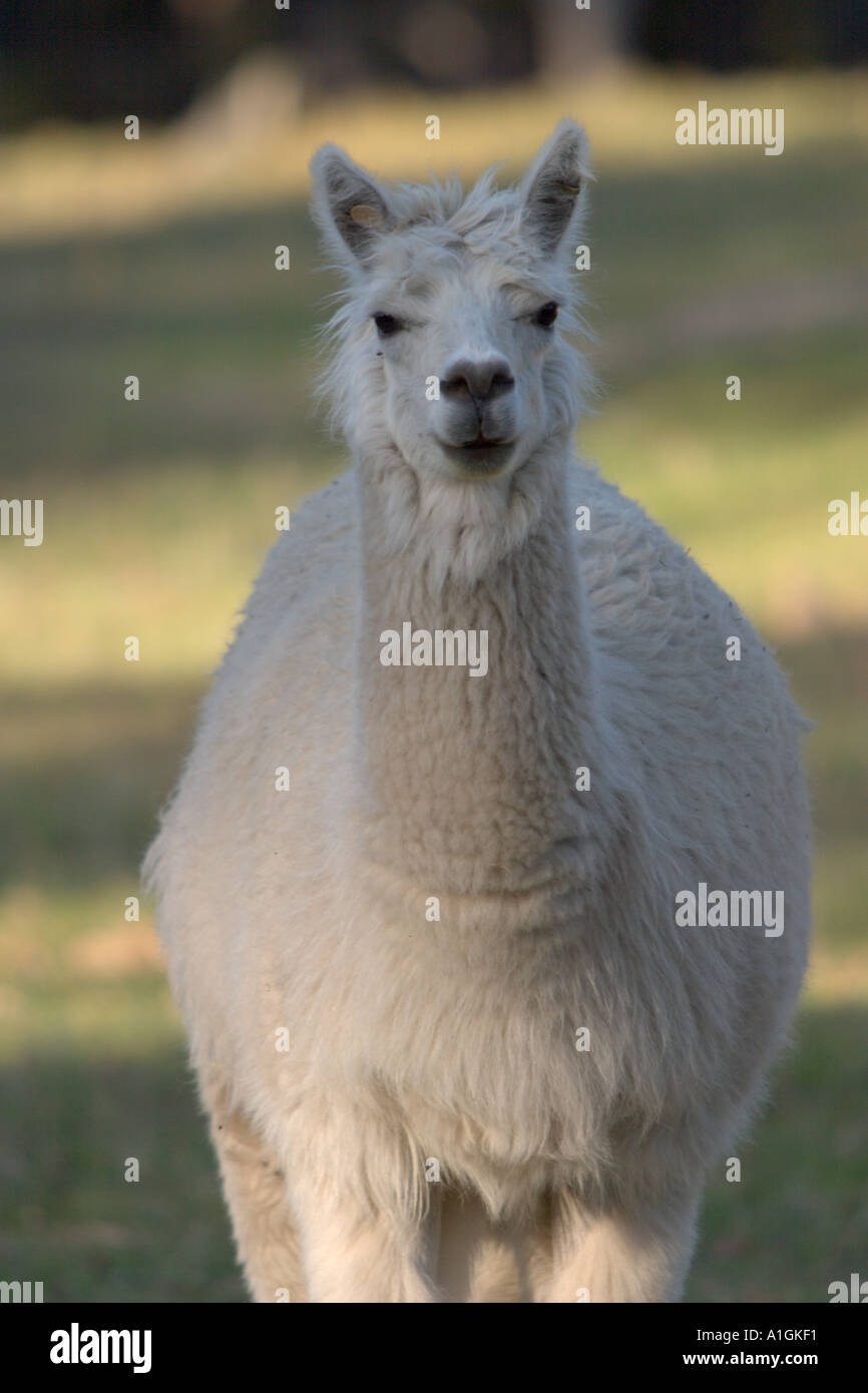 Fat llama hi-res stock photography and images - Alamy