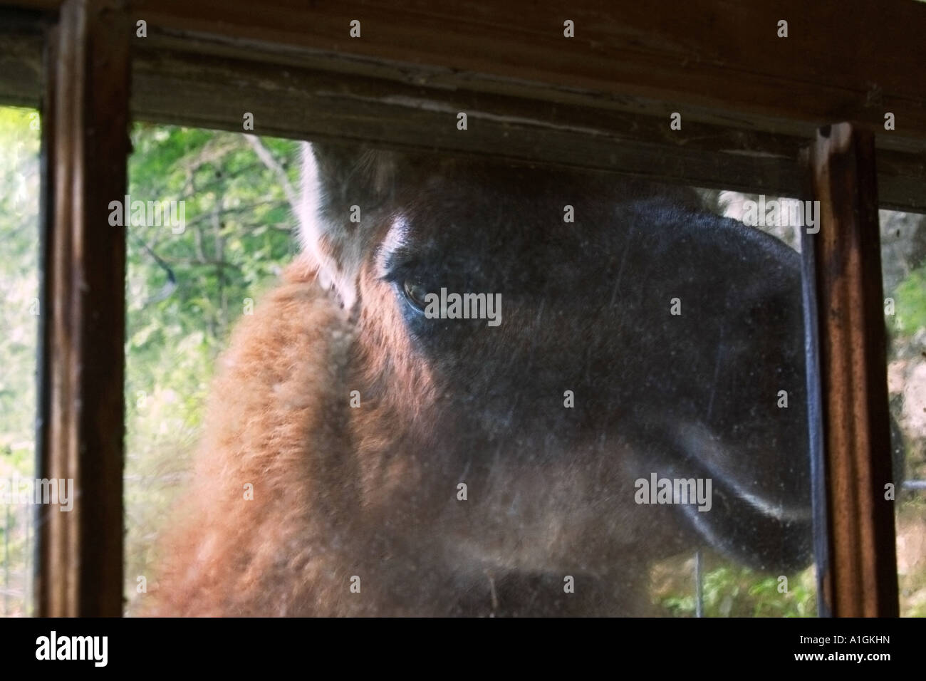 Closeup of llama looking through barn window New Hampshire USA Stock ...