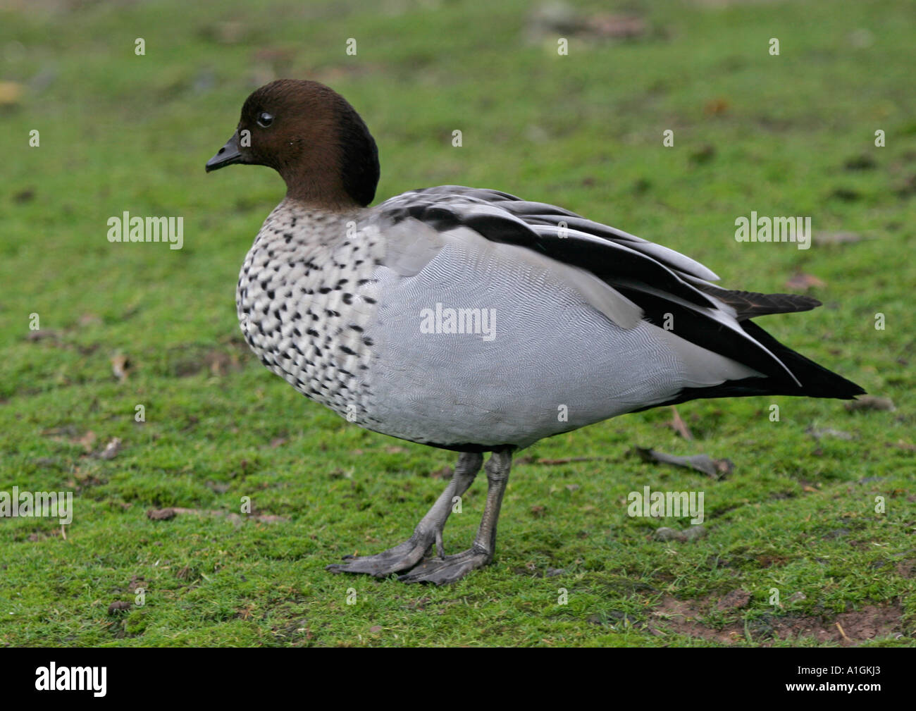 Australian wood duck or maned goose slimbridge wwt gloucestershire hi ...